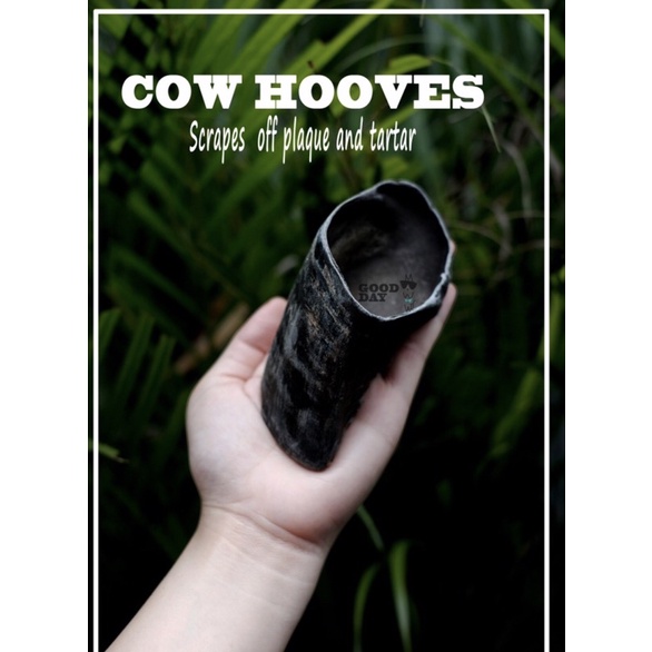 Jual Cow hooves/ cemilan anjing/ kuku sapi | Shopee Indonesia