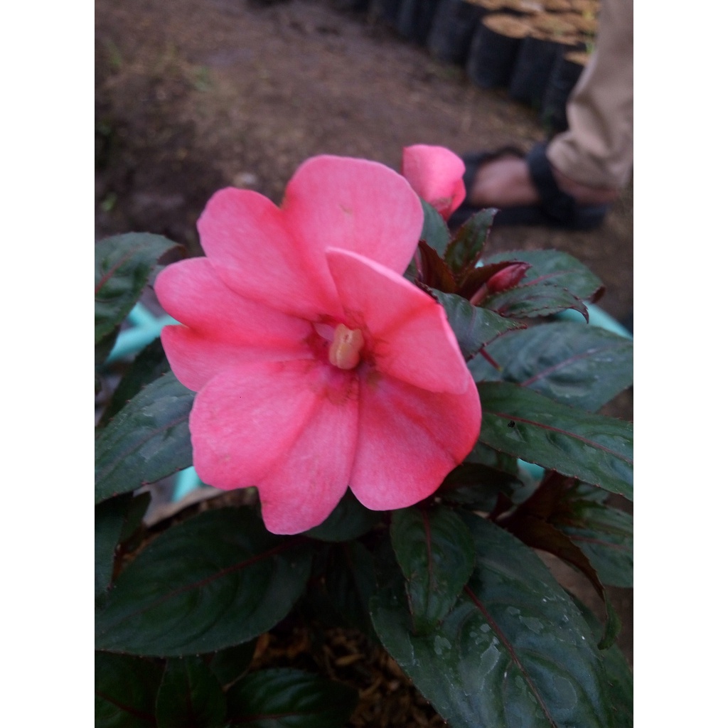 Jual Pacar Air - Sudah Berbunga - Impatiens Balsamina - Tanaman Hias ...