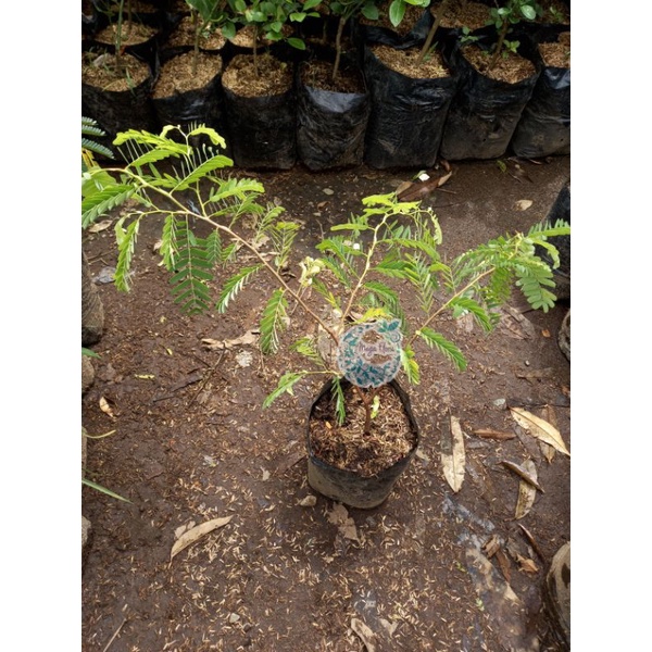 Jual Tanaman Asam Jawa Bibit Buah Asem Tamarindus Indica | Shopee Indonesia