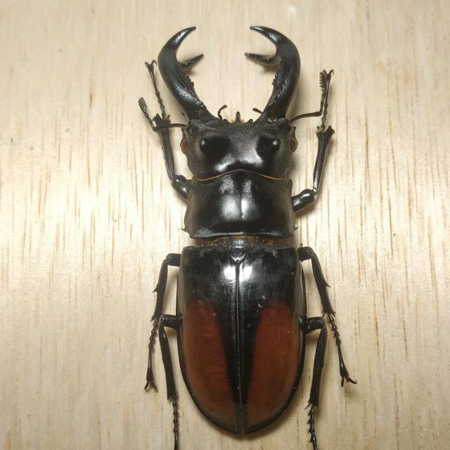 Jual AWETAN SERANGGA ASLI / TAXIDERMY KUMBANG CAPIT PARRYI | Shopee ...
