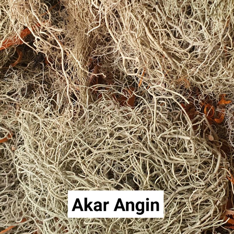 Jual 100 Gram Akar Angin | Kayu Angin | Shopee Indonesia