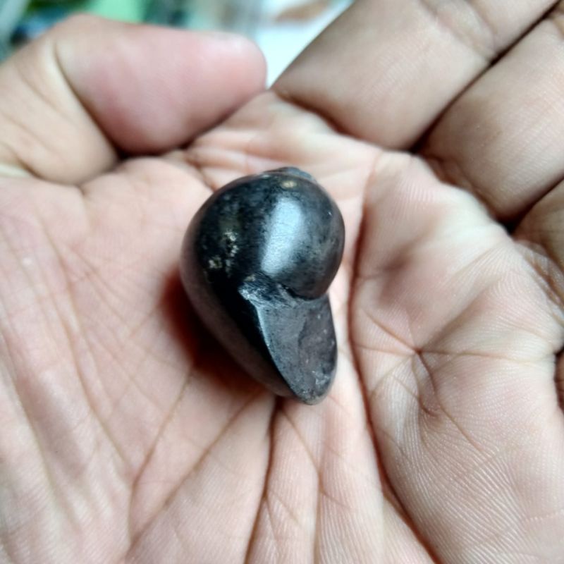 Jual Koleksi Asesoris Kerang Buntet kol Buntet asli warna hitam ...