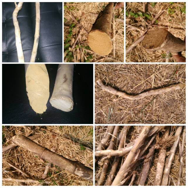 Jual BAMBU BUNTET BUTA BUNTU TIDAK BERONGGA TIDAK BERLUBANG Panjang ...