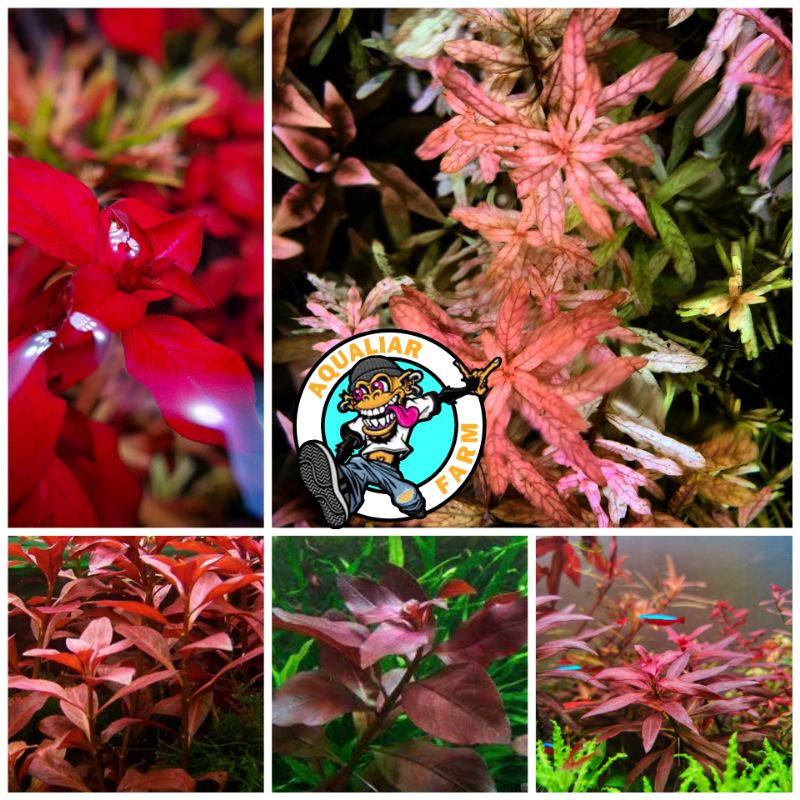 Jual Paket pemula full merah low co2 100 batang| Tanaman aquascape ...