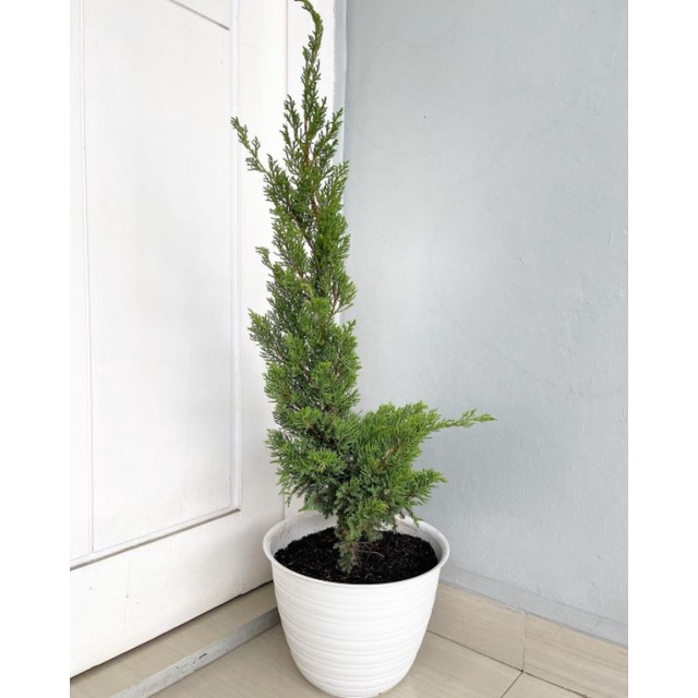 Jual bibit Tanaman hias cemara papua/pudel | Shopee Indonesia