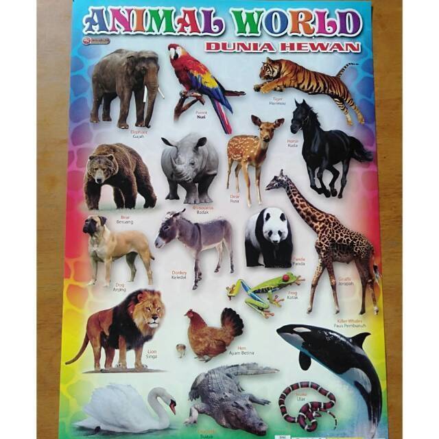 Jual Poster Edukasi Dunia hewan Dunia binatang | Shopee Indonesia