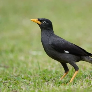 Jual Mata Burung Terlengkap & Harga Terbaru April 2024 | Shopee Indonesia
