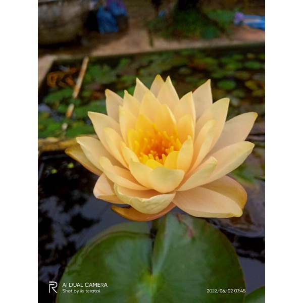 Jual Bunga Teratai Kuning Soft ukuran jumbo Mangkala Ubol | Shopee ...
