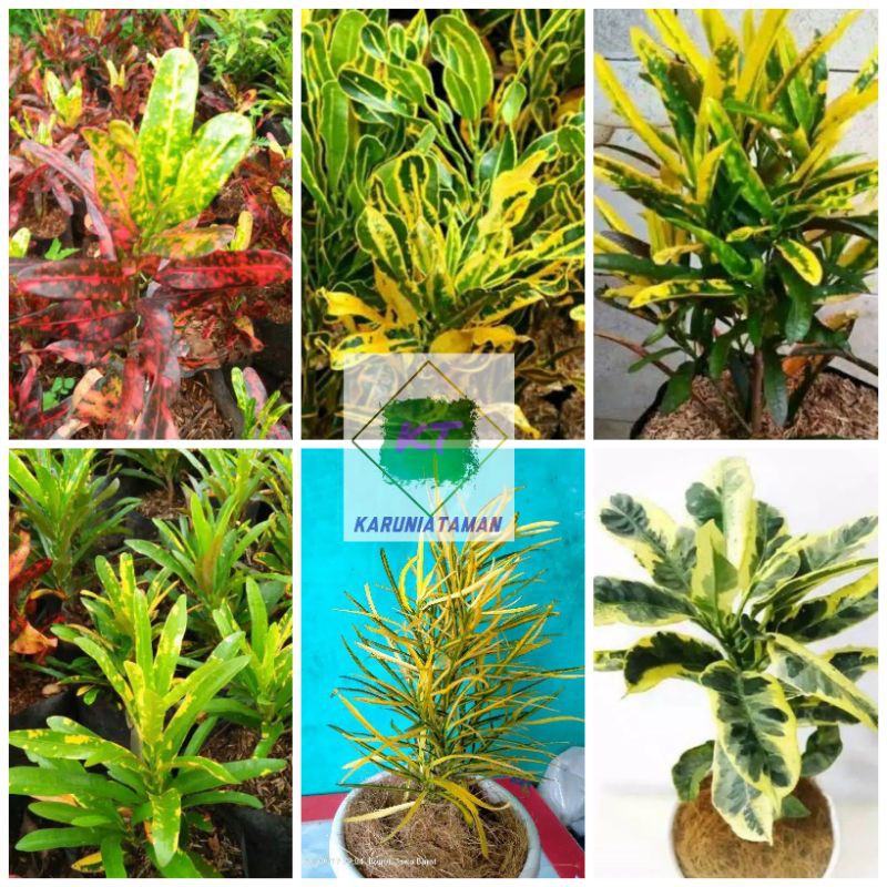 Jual paket pohon puring 6 jenis, puring jari merah, puring Twister ...