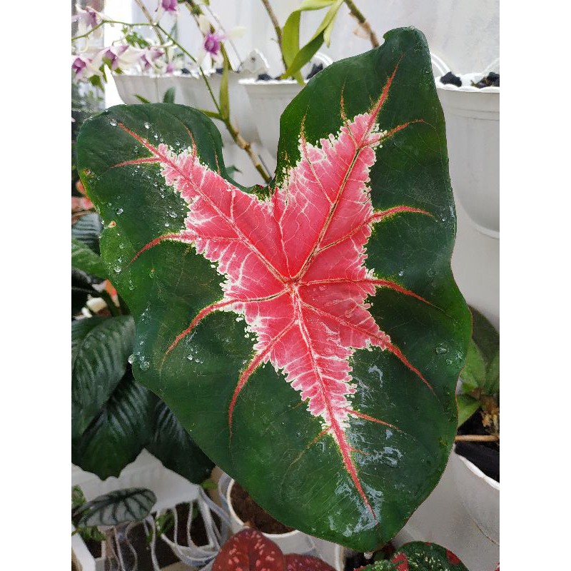 Jual Keladi Caladium Ice of Heart Tanaman Hias Taman Regaru | Shopee ...