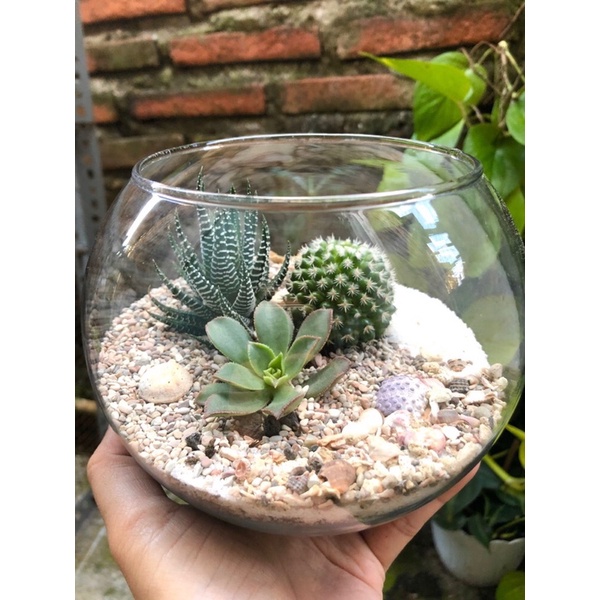 Jual terrarium terarium tanaman mini lucu hiasan pot bunga unik bulat ...