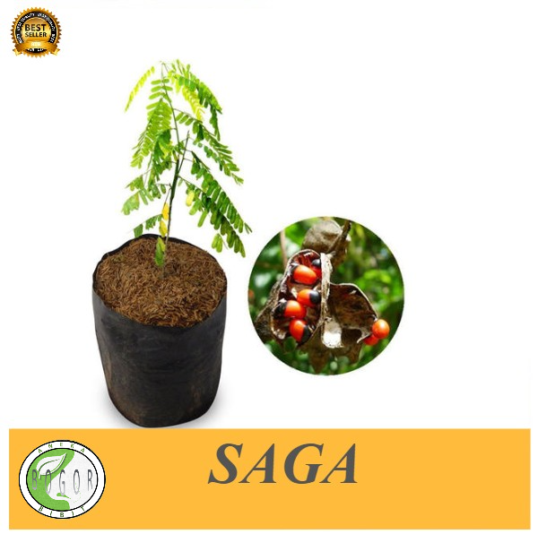 Jual BIBIT TANAMAN HERBAL POHON SAGA | Shopee Indonesia