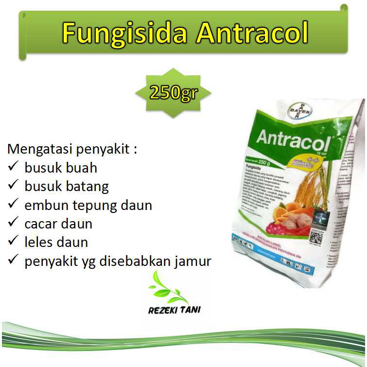 Jual racun/obat Fungisida Antracol 250gr mengatasi busuk batang/daun ...