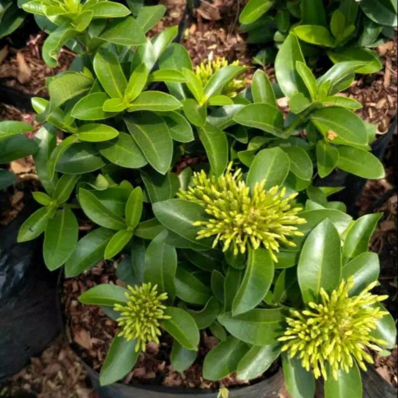 Jual tanaman hias pohon Asoka Jabon bunga putih | Shopee Indonesia