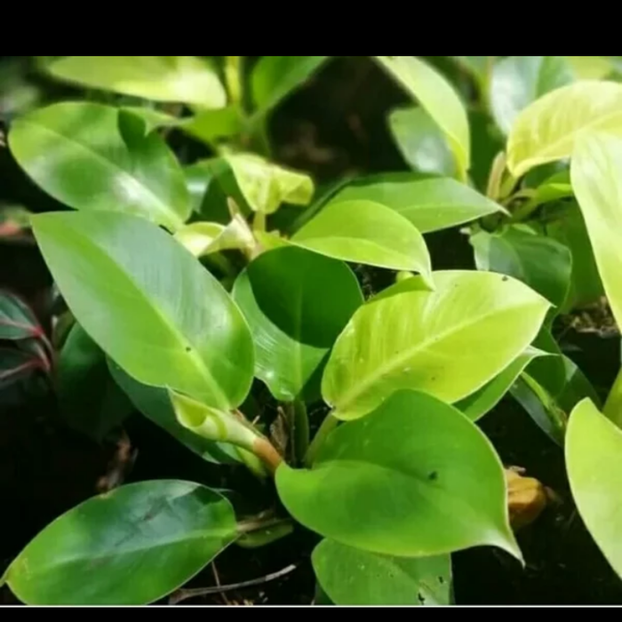 Jual PROMO! Tanaman hias indor philo lemon | Shopee Indonesia
