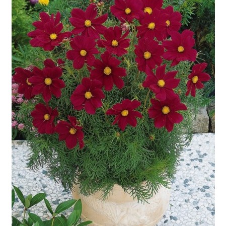 Jual 5 Biji Bibit Bunga Cosmos Carmine | Shopee Indonesia