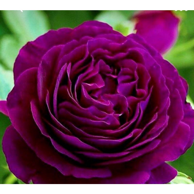 Jual PAKET TANAMAN BUNGA MAWAR 4 POHON RIMBUN | Shopee Indonesia