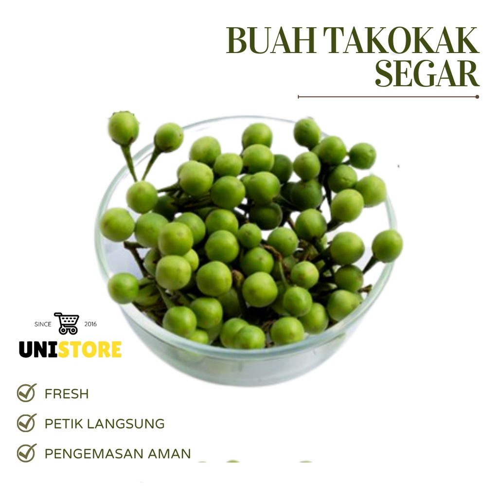 Jual Buah Takokak 200gr Segar Tekokak terung pipit (solanum torvum ...