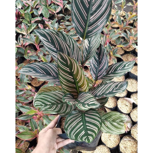 Jual Bunga Calathea Batik Tanaman Hias Calathea Batik Ornata | Shopee ...
