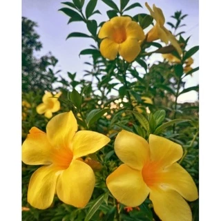 Jual Bunga Alamanda Terlengkap & Harga Terbaru Februari 2026 | Shopee ...