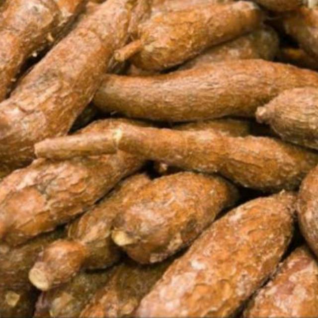 Jual SINGKONG ROTI DAN MENTEGA SEGAR LANGSUNG DARI KEBUN | Shopee Indonesia