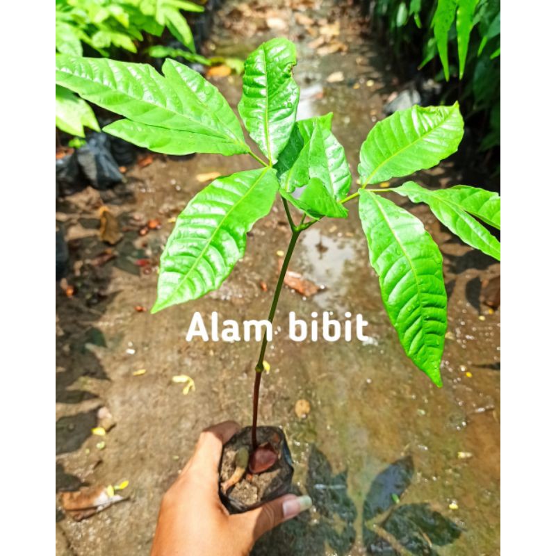 Jual BIBIT MATOA SUPER MERAH PAPUA 30CM-50CM (BELI 5 GRATIS 1) | Shopee ...