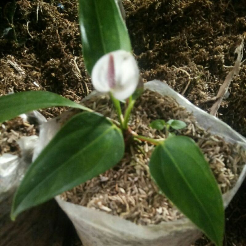 Jual Tanaman Hias Anthurium Mickeymouse Bunga Putih Mini | Shopee Indonesia