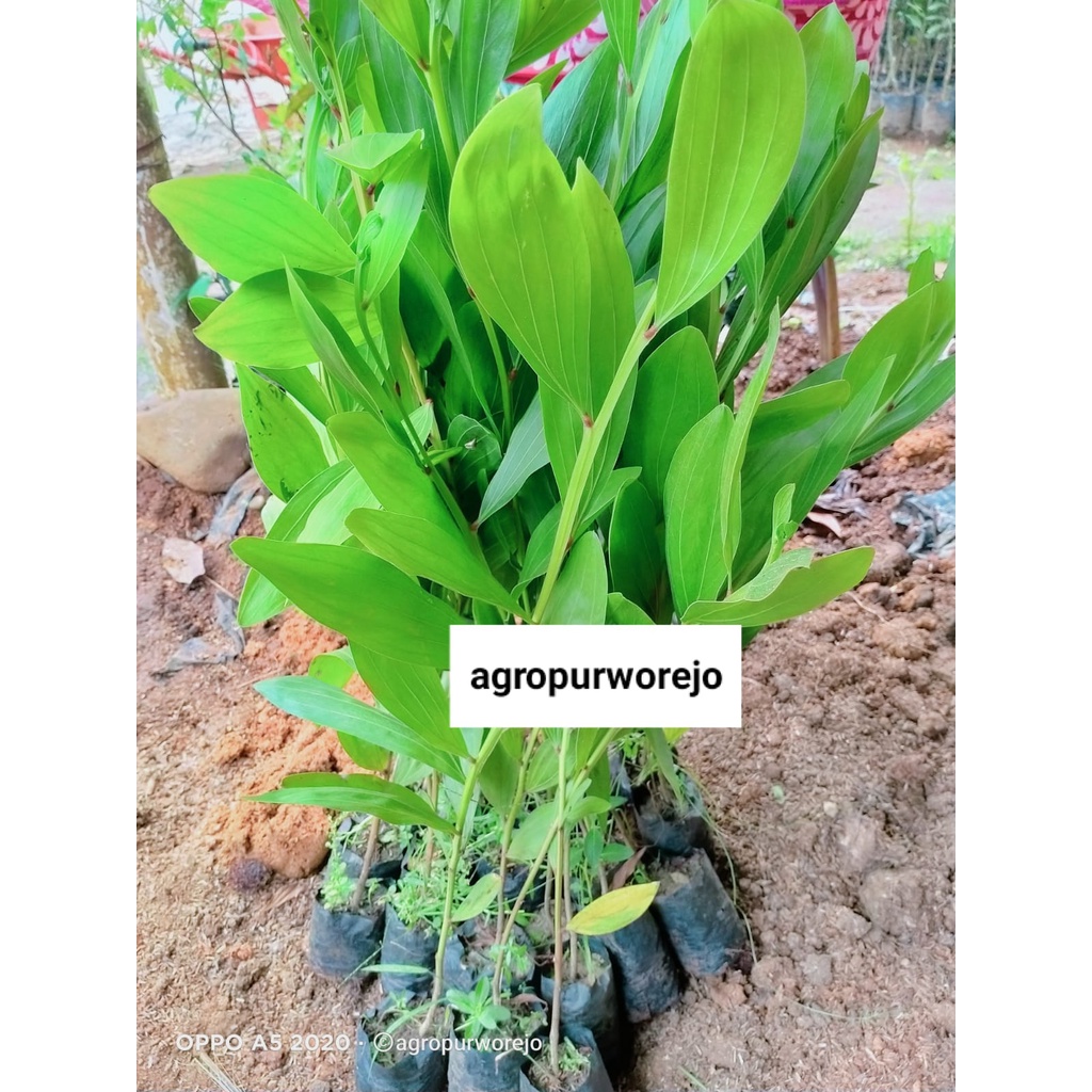 Jual Bibit Tanaman Kayu Akasia Mangium - Tanaman Pionir,Peneduh Serta ...