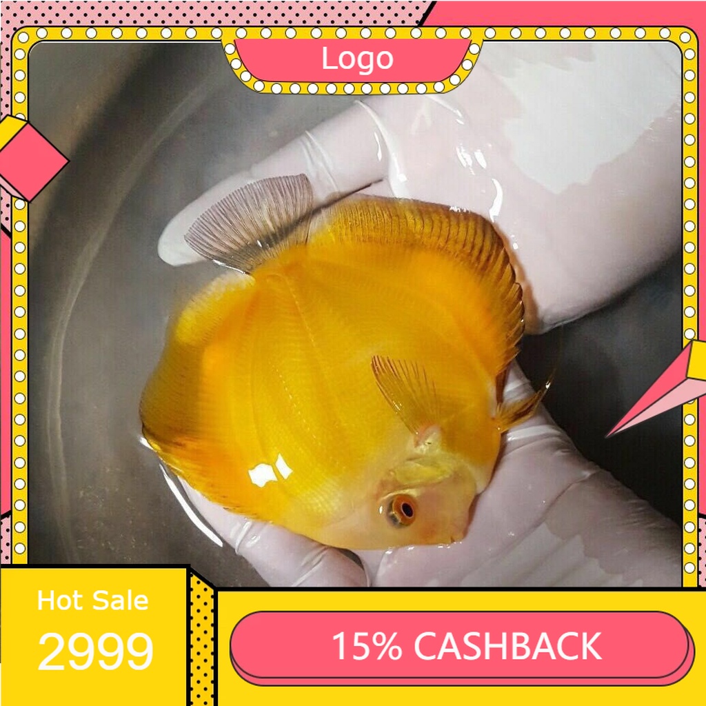 Jual Discus Yellow Sunset mulai ukuran 1 inch ( Hiasan Aquarium ...