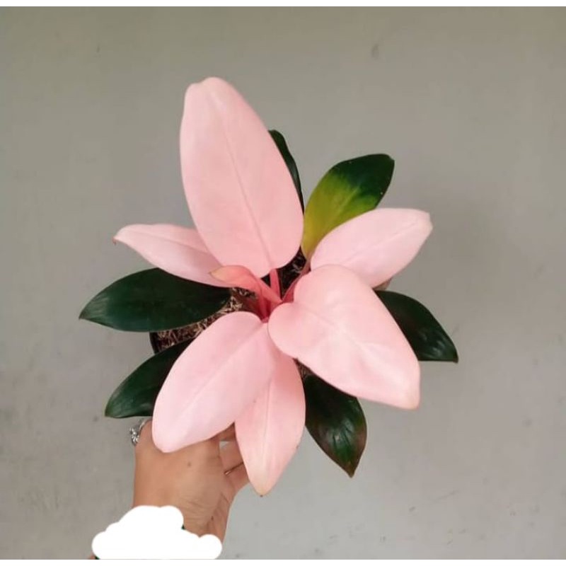 Jual philo pink philodendron pink congo tanaman hias cantik tanaman ...