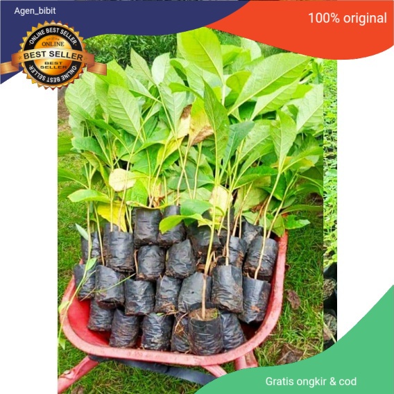 Jual Bibit Tanaman Pohon Jati Unggul | Shopee Indonesia