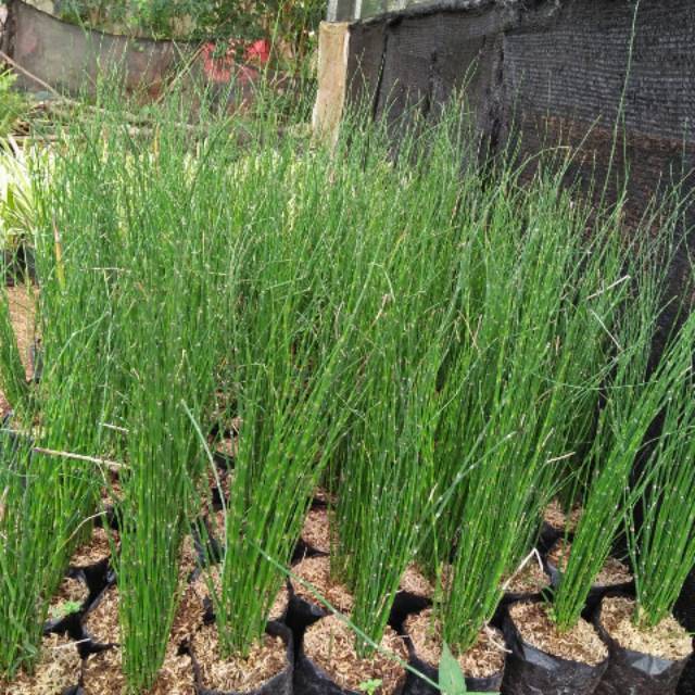 Jual Tanaman hias bambu air tanaman air tanaman bambu lidi pohon bambu ...