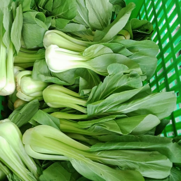 Jual Pakcoy 500gr | Shopee Indonesia