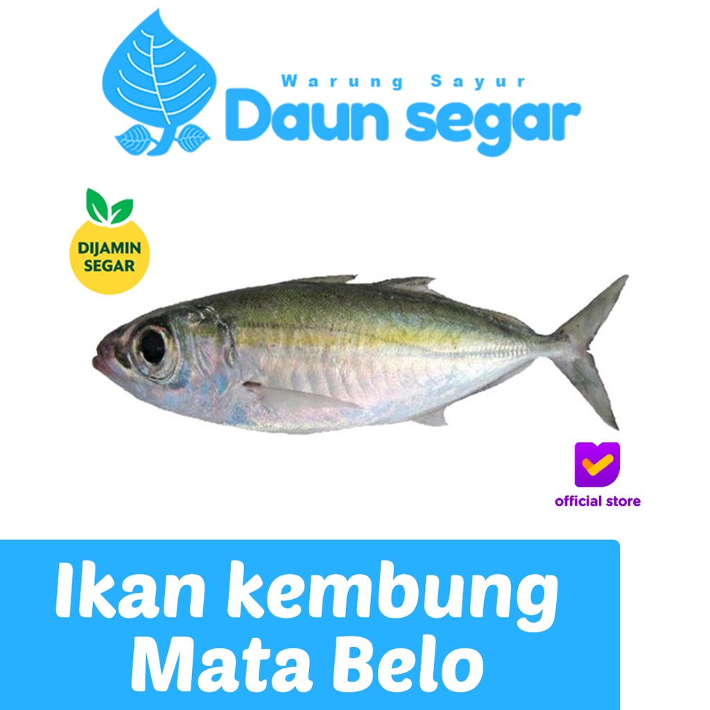 Jual Ikan Kembung Mata Belo 500gram isi 4-5 ekor Fresh Segar Dijamin ...