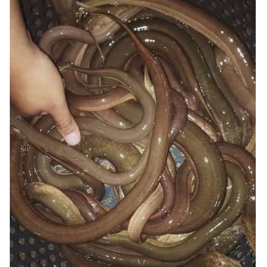 Jual BSM | TERMURAH Belut Segar / Ikan Belut / Eel 500gr - 1kg | Sayur ...