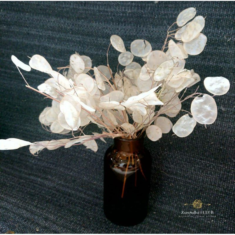 Jual dried lunaria medium stem bunga dollar | Shopee Indonesia