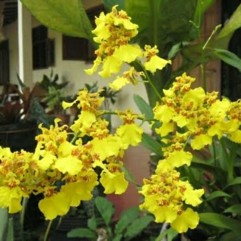Jual Anggrek Oncidium Golden shower | Shopee Indonesia