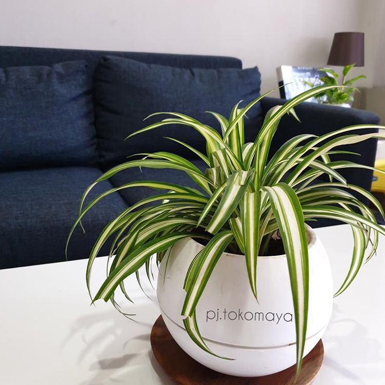 Jual Pot Bulat Vienna 18cm Pot Bunga Pot Tanaman - Putih Teracotta ...