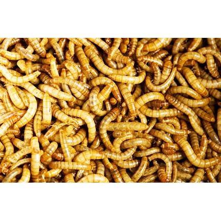Jual larva maggot ulat hongkong kering bsf 1 kg pakan hewan ikan burung ...