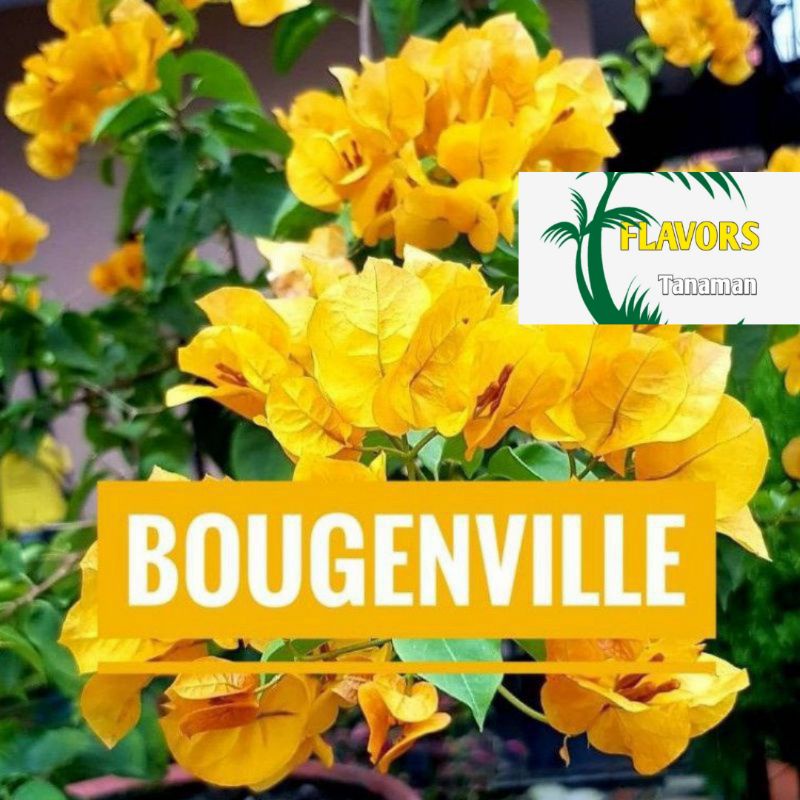 Jual Bisa Bayar Di Tempat Terlaris Tanaman Hias Bugenvil Yellow