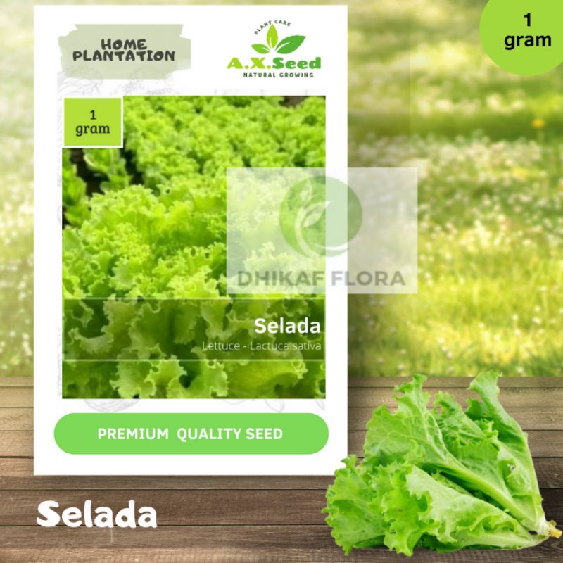 Jual Benih Bibit Selada (AX Seed) | Shopee Indonesia