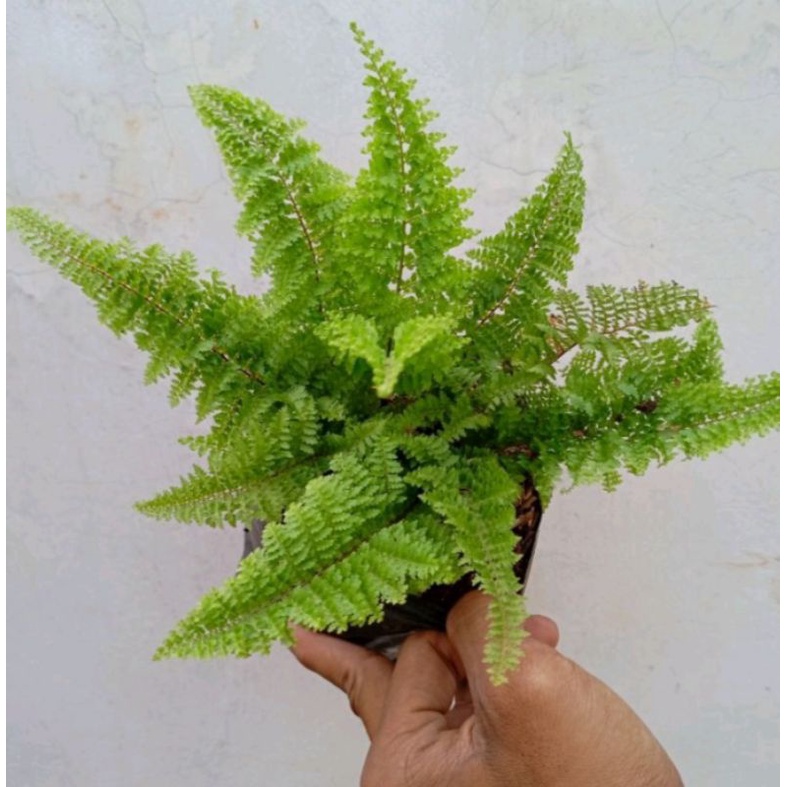 Jual Tanaman hias pakis hijau mini,pakis embun mini | Shopee Indonesia