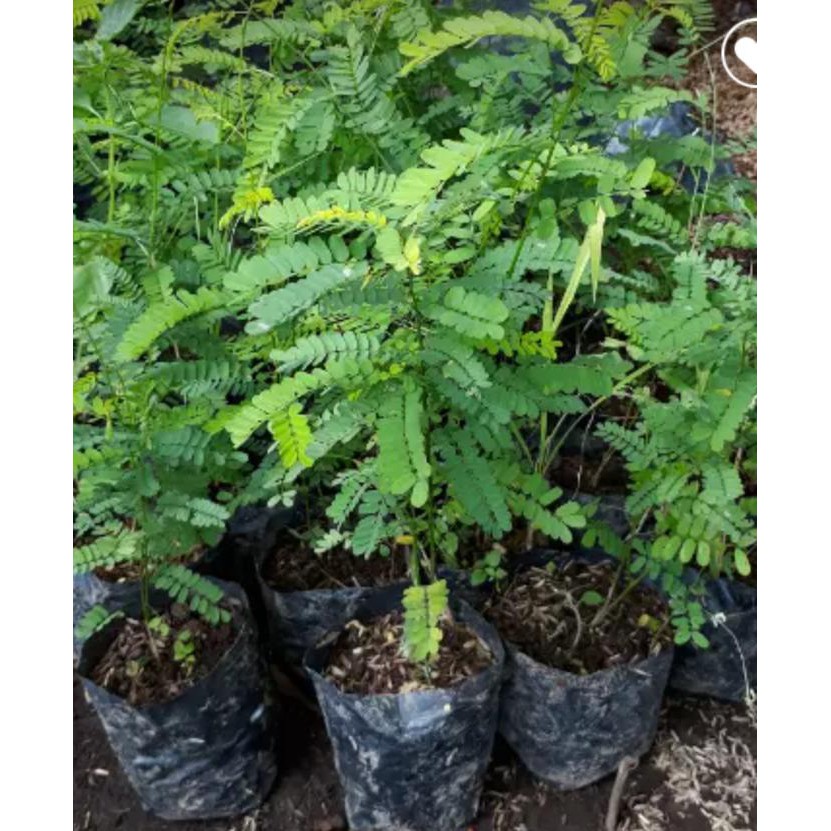 Jual Pusat Benih Tanaman. Bibit Pohon Saga Erni Wulansiska. | Shopee ...