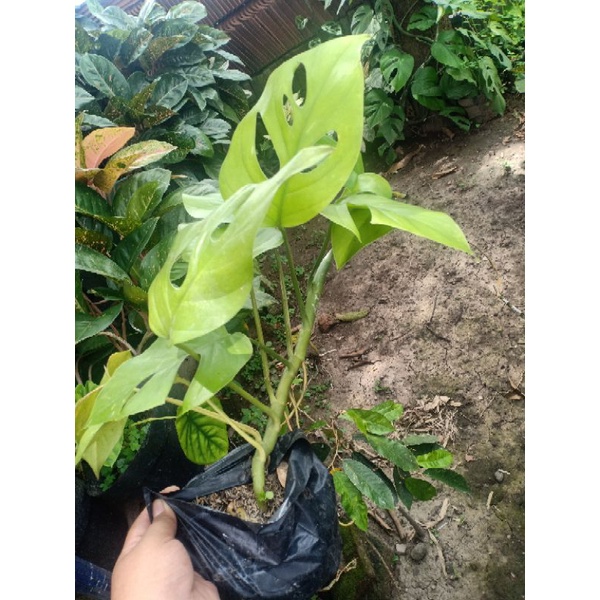 Jual monstera raphidophora pertusa | Shopee Indonesia