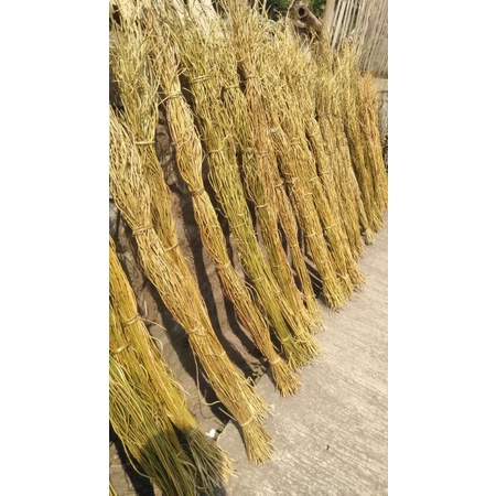 Jual 1ikat 50btg akar Manon/akar mentau/ranting,panjang 120cm | Shopee ...