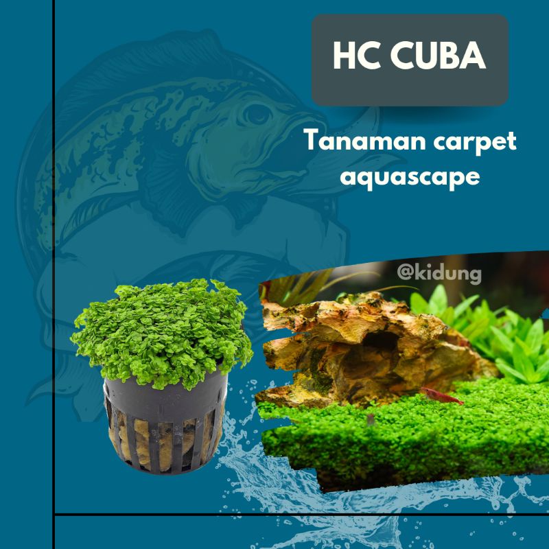 Jual Hc cuba ( Tanaman Carpet Aquascape Tumbuhan Air Aquarium) | Shopee ...