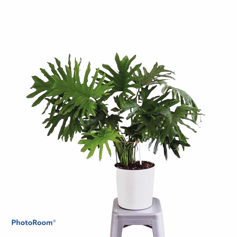 Jual tanaman hias philodendrum selloum philo jari monstera/Tanaman ...