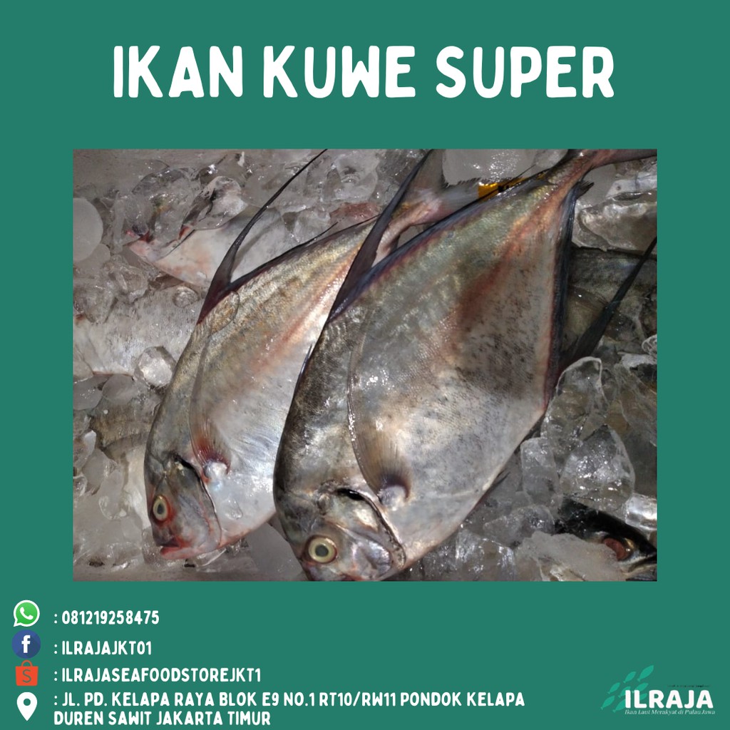 Jual IKAN KUWE / IKAN KUWE SEGAR / IKAN LAUT SEGAR / IKAN KUWE SUPER ... Jual IKAN KUWE / IKAN KUWE SEGAR / IKAN LAUT SEGAR / IKAN KUWE SUPER ...