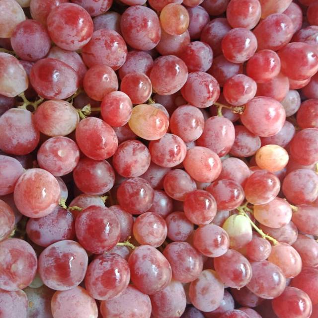 Jual Anggur red globe australia | Shopee Indonesia
