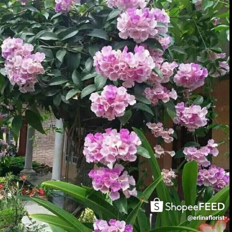 Jual Bunga Vegetasi lebah garlivin stefanut ungu | Shopee Indonesia